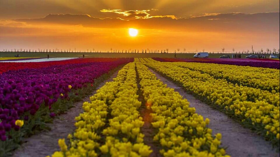 Konya Lale Tarlası : Sizi Kendinizden Alacak - Gezicini.com