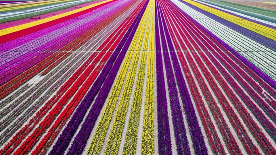 Konya Lale Tarlası : Sizi Kendinizden Alacak - Gezicini.com